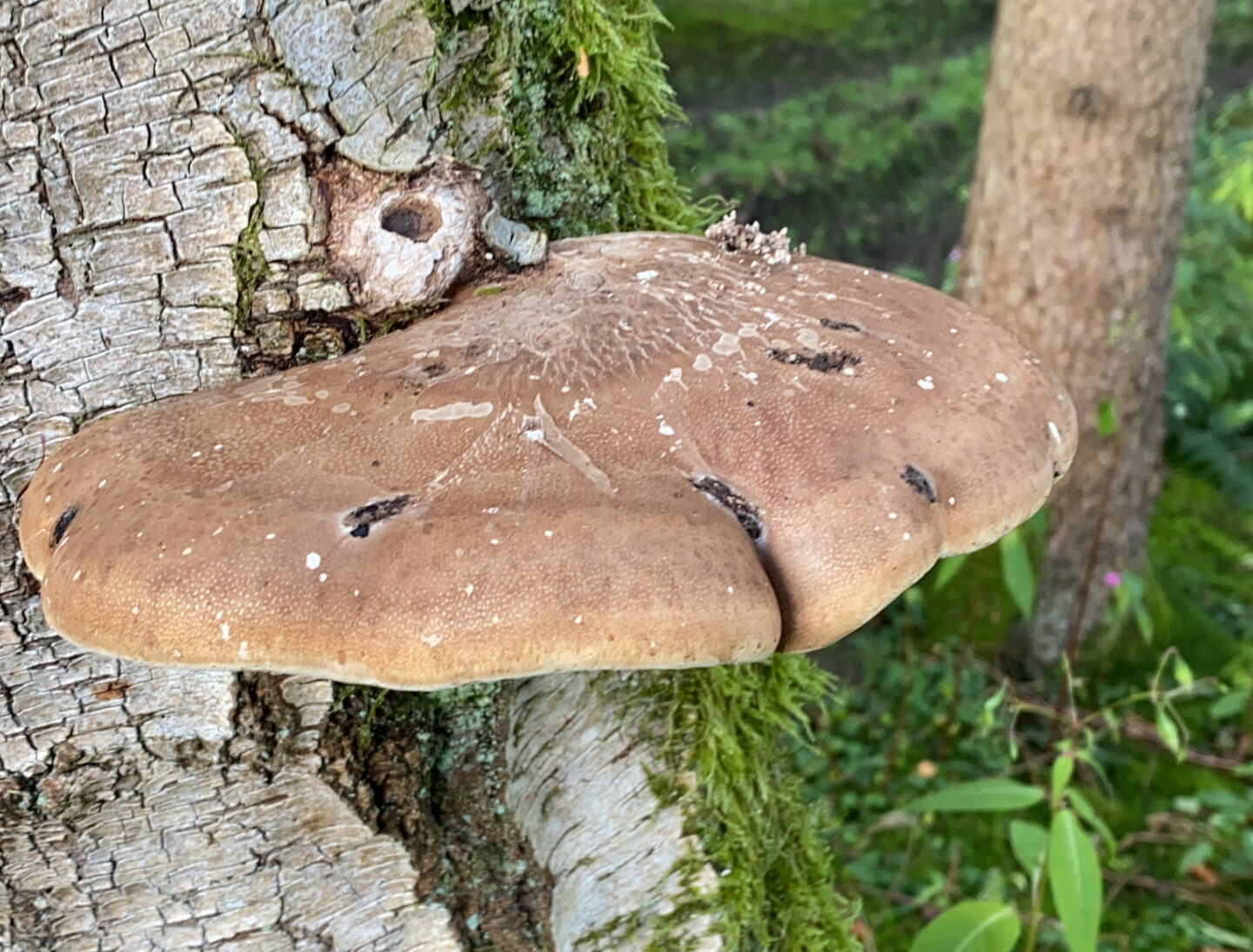 Birkenpilz - Heilpilz finden, zubereiten und die Wirkung.